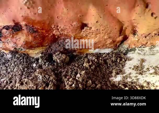 A close-up of ants gathered at the entrance of a burrow, working ...