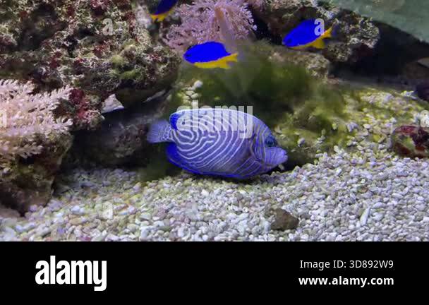 The emperor angelfish Pomacanthus imperator is a species of marine ...