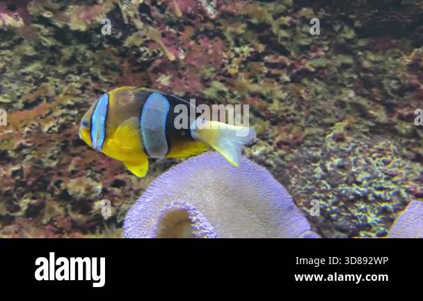 Clarks anemonefish, Amphiprion clarkii, also known as the yellowtail ...