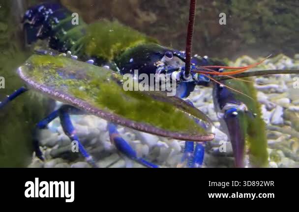 Eastern crayfish Stock Videos & Footage - HD and 4K Video Clips - Alamy