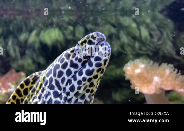 The laced moray, also known as the leopard moray, leopard moray eel ...