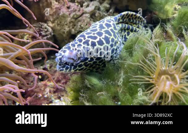 The laced moray, also known as the leopard moray, leopard moray eel ...