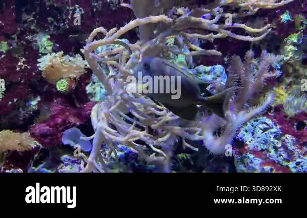 Indo pacific surgeonfish Stock Videos & Footage - HD and 4K Video Clips ...