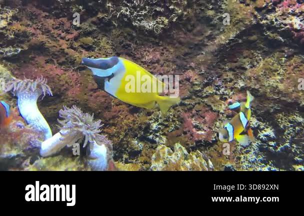 The foxface rabbitfish, also known as the foxface, black face rabbit ...