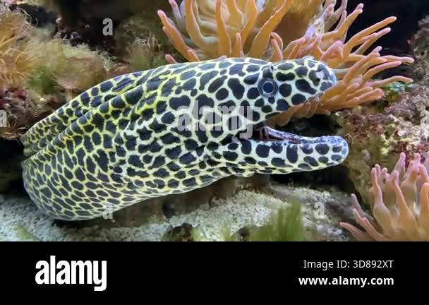 The laced moray, also known as the leopard moray, leopard moray eel ...