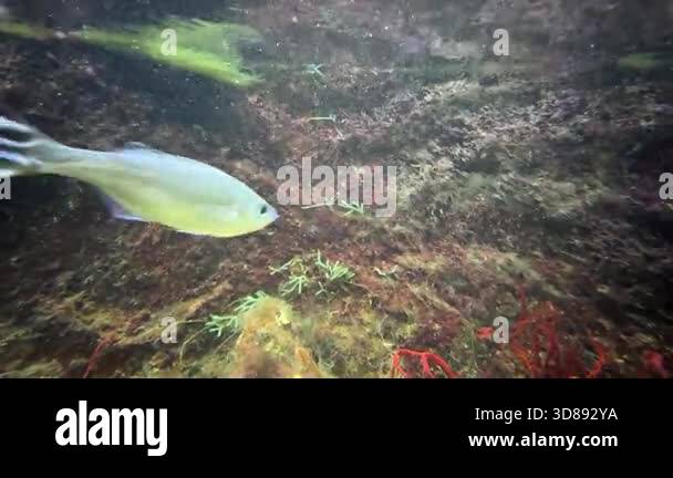 School of fish. The moon wrasse, Thalassoma lunare and Kuhlia mugil ...