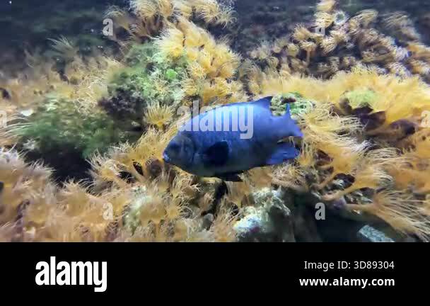 Neoglyphidodon oxyodon, the neon velvet damselfish is a species of ...