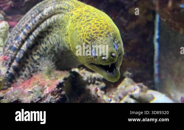 The giant moray may be hazardous to people. Being at the top of the ...