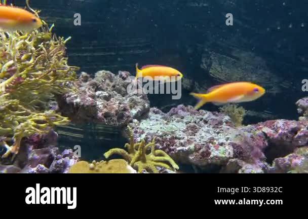 Also known lyretail coralfish, onestripe goldie, lyretail anthias ...