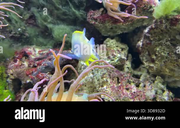 Pomacentrus moluccensis, the lemon damselfish, is a species of bony ...