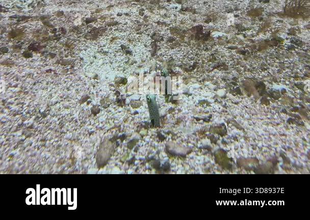 The spotted garden eel, Heteroconger hassi, is a species of ...