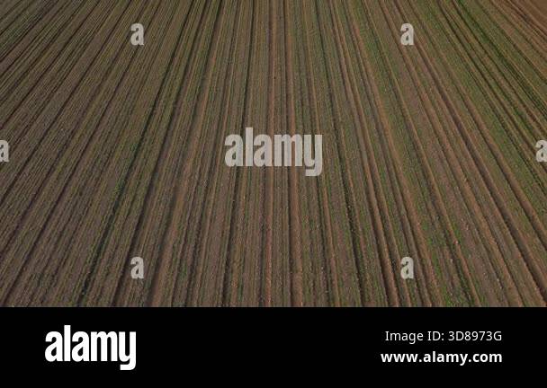 a potato field seen from a drone, Aerial drone footage showcasing a ...