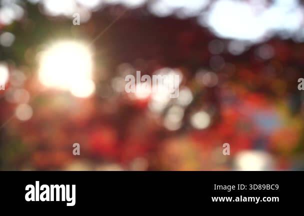 Autumn scenery with red leaves. Out of focus image Stock Video Footage ...