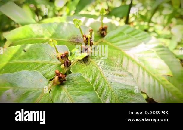 A rare fern fruit documented in the wild, growing above its parent leaf ...