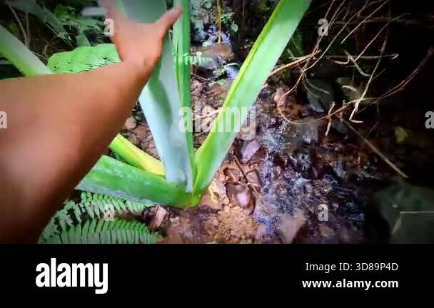 Footage of a person showcasing the massive size of a giant taro plant ...