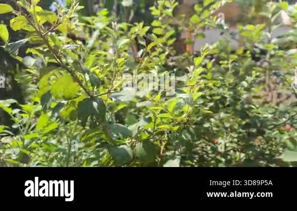 A wasp resting on fresh green bidara (Ziziphus mauritiana) leaves ...