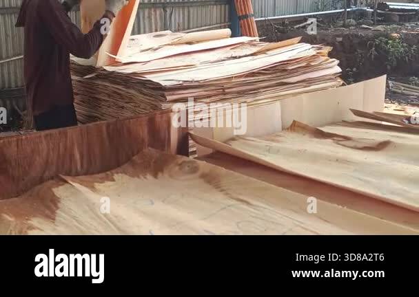 An artisan is working meticulously at a veneer processing plant. He is ...