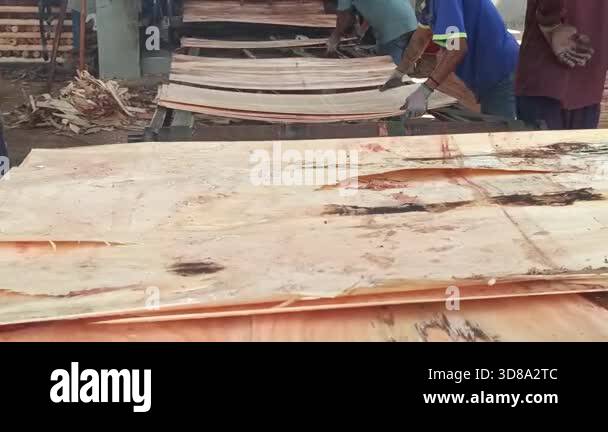 Plywood manufacturing process. Veneer sheets are produced at a factory ...
