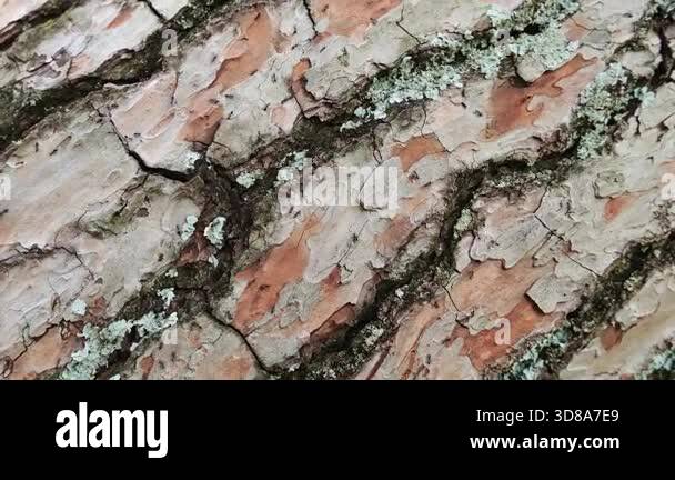 Scaly bark of a pine tree and ants. Closeup view Stock Video Footage ...