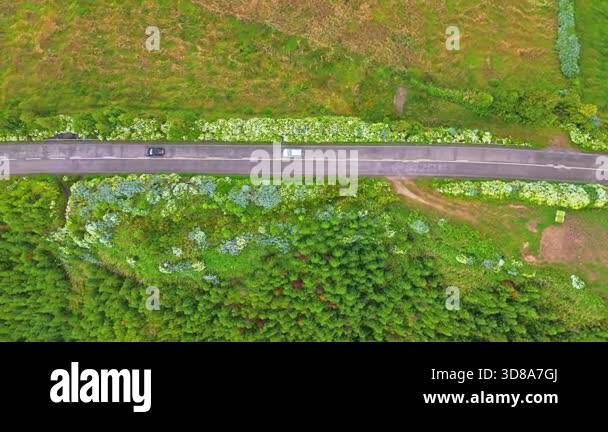 Car on Road with Hydrangeas. Green Lush Fields and Pastures. Azores ...