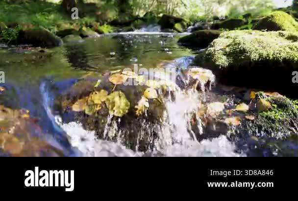 Closeup of a stream of water flows over a rock covered in moss and autumn leaves. The water is ...
