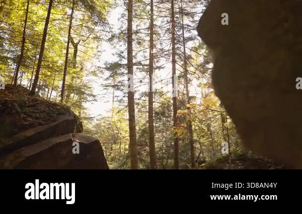 wonderful autumn forest with tall pine trees and rocks at sunny ...