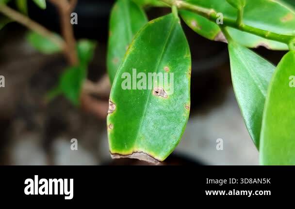 Plant leaves affected by leaf blight. This disease is caused by a water ...