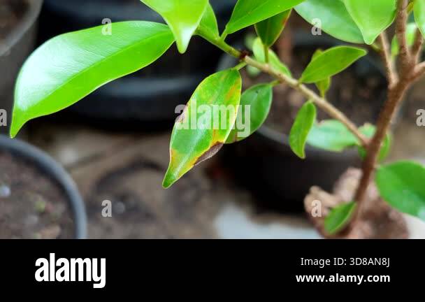 Plant leaves affected by leaf blight. This disease is caused by a water ...