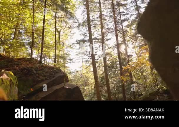 wonderful autumn forest with tall pine trees and rocks at sunny ...