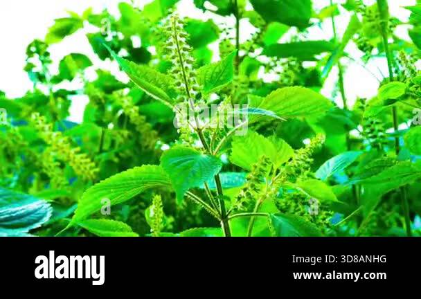 Perilla is growing in the garden. Beefsteak plant in Korea. High ...