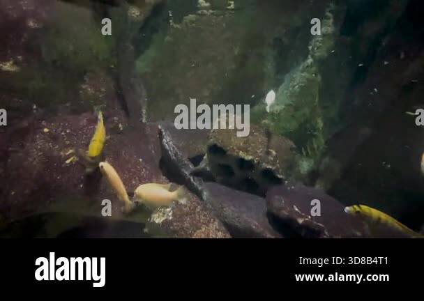 Witness vibrant fish swimming harmoniously in a tranquil pond ...