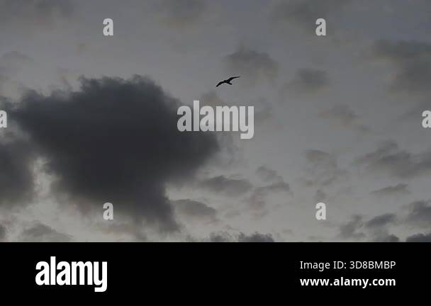 Low angle wide shot video of a lonely black bird flying across ...