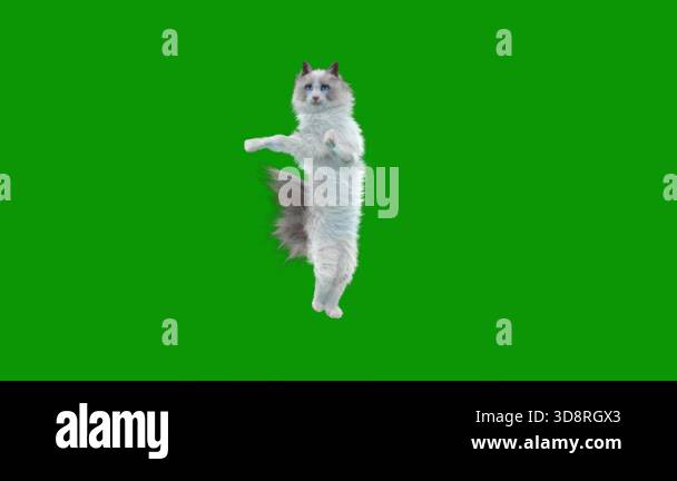 white cat jumping isolated on green background Stock Video Footage - Alamy