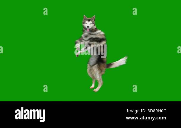 Dog green screen Stock Videos & Footage - HD and 4K Video Clips - Alamy