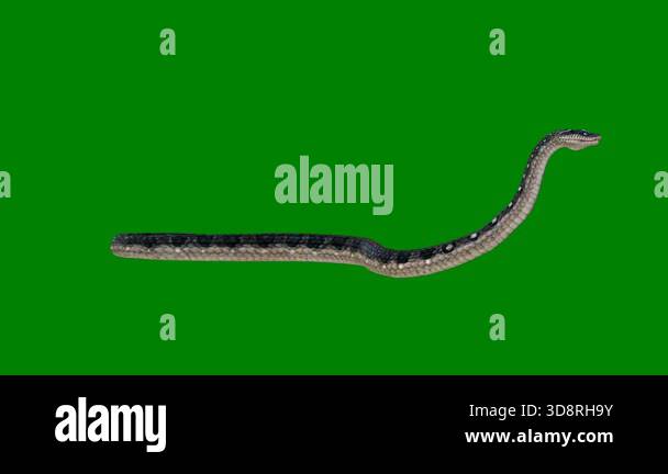 a snake with a long tail tail Stock Video Footage - Alamy