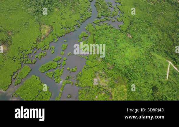 Mangrove swamp with winding water channels flowing through dense ...