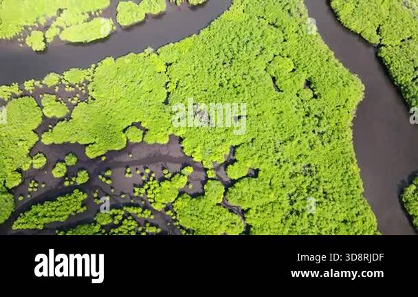 Mangrove forest with winding water channels cutting through dense ...