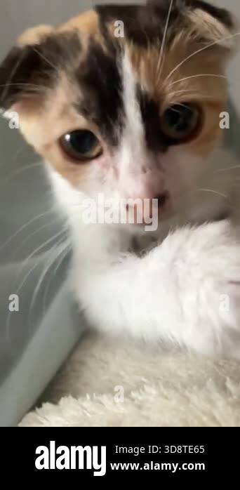 Little kitty, kitten, close up of cat face Stock Video Footage - Alamy