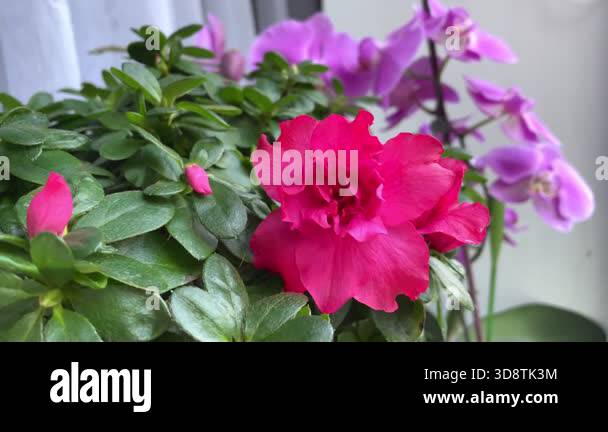 Orchid purple flowers stands Stock Videos & Footage - HD and 4K Video ...