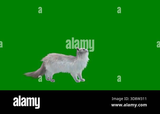 green tabby cat on green grass Stock Video Footage - Alamy