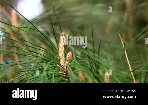 Pine bud on a lush tree branch sways in the wind close up Stock Video ...