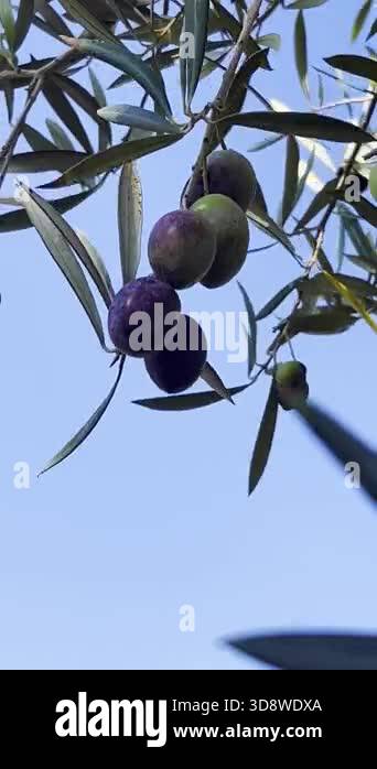 olive tree in the garden close up Stock Video Footage - Alamy