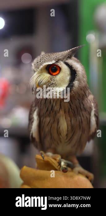 Small owl on a gloved hand turns its head and holds an alert gaze ...
