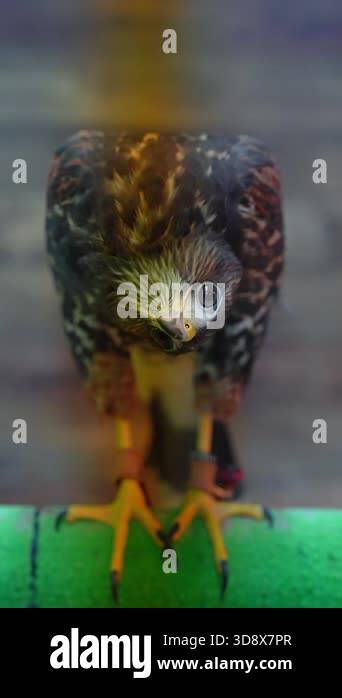A captive raptor perches on a green padded stand, tilts its head, and ...