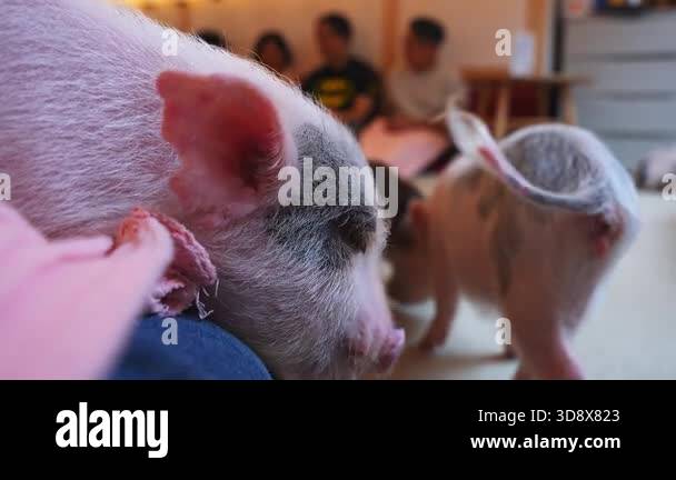 Two pink and gray piglets rest and snuffle in a Tokyo pig cafe. Warm ...