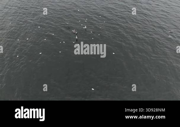 Common dolphins enjoying the Atlantic waters in County Donegal, Ireland ...