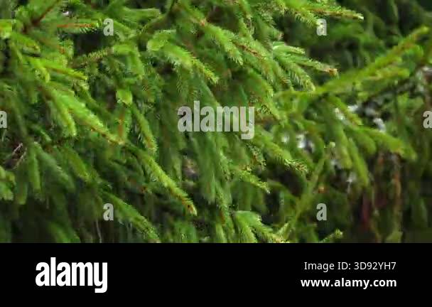 Close-up video of pine tree branches swaying in the wind. Needles move ...