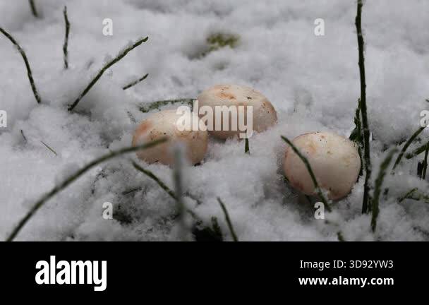 Close-up video of champignon mushrooms partially covered by snow while ...