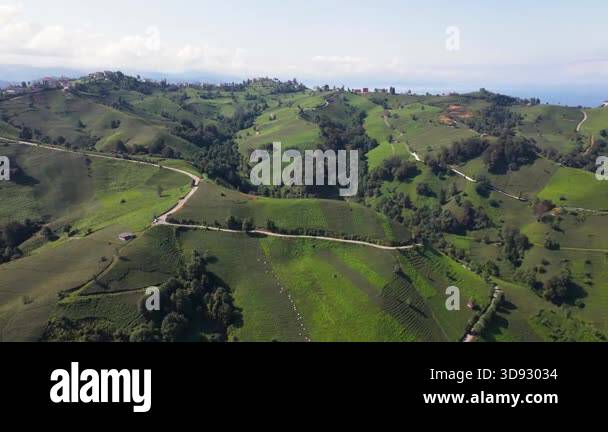 Footage of tea fields and tea terraces on steep and sloping slopes ...