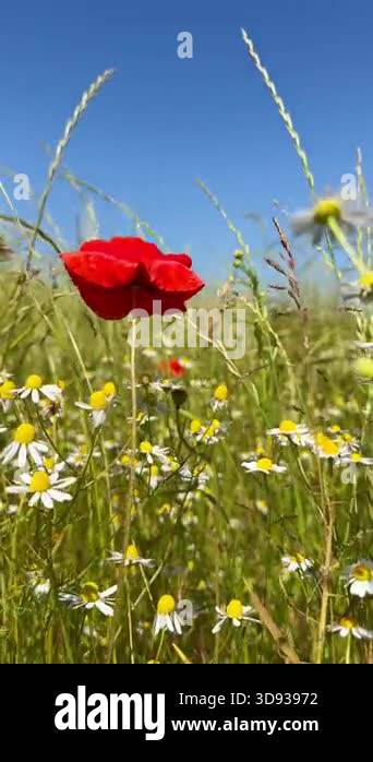 Red poppy gently moving in wind on chamomile field. Vertical nature ...